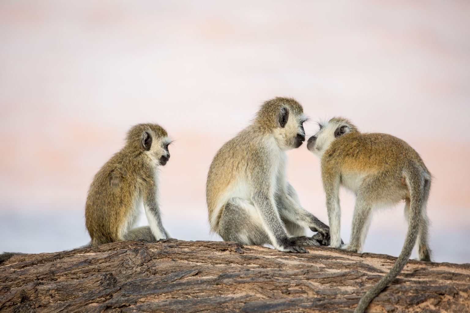 Department of Animal Resources